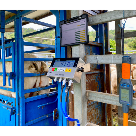 Smart Cattle Scales with Free Mobile Application for iPhone ...