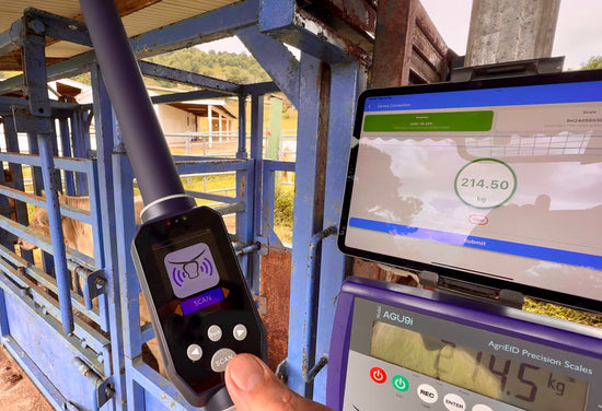 Cattle Scales Australia – Bluetooth & Digital Livestock Scales ...