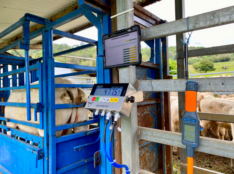 Smart Cattle Scales with Free Mobile Application for iPhone ...